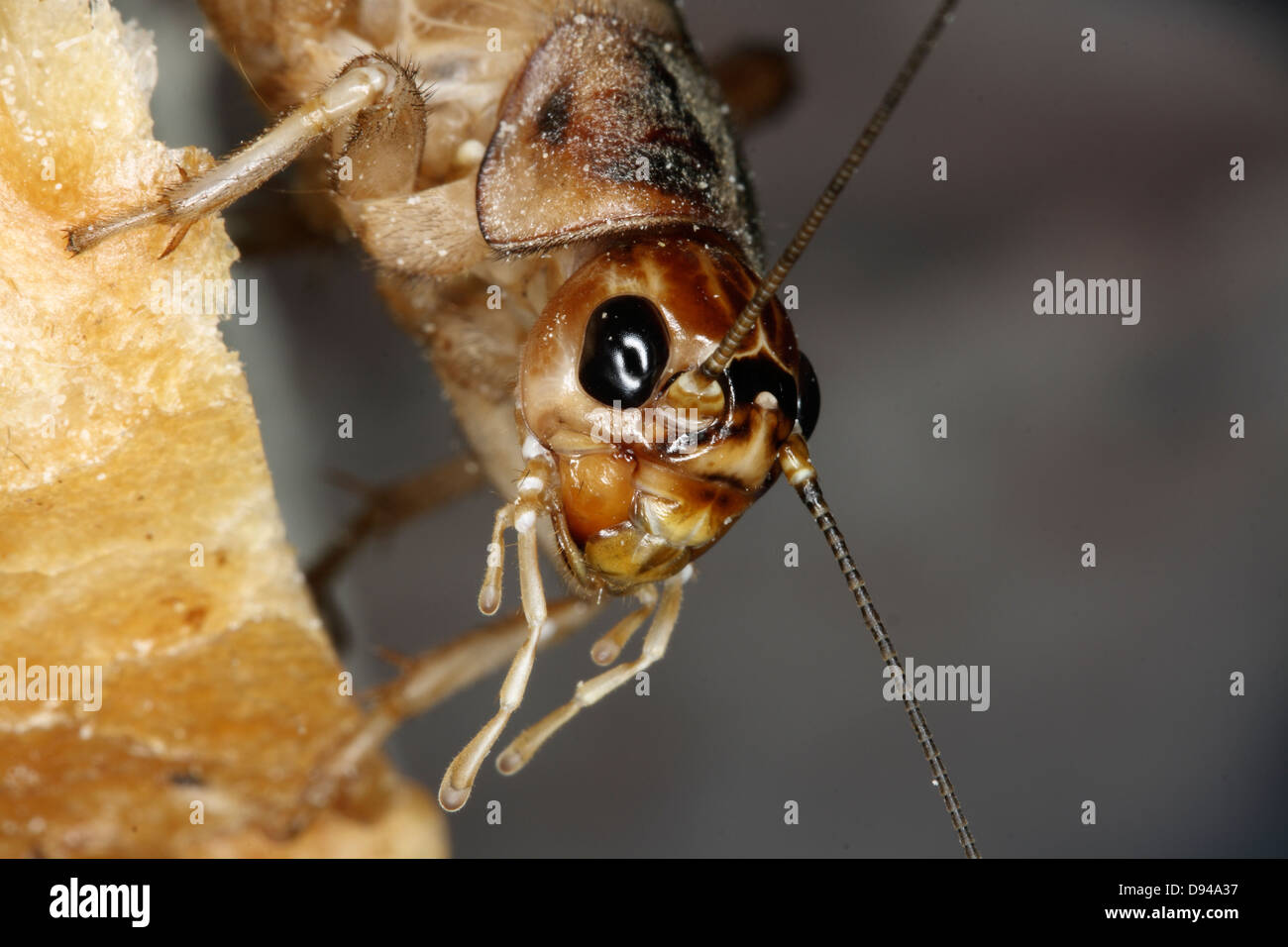 Cricket close up hi-res stock photography and images - Alamy