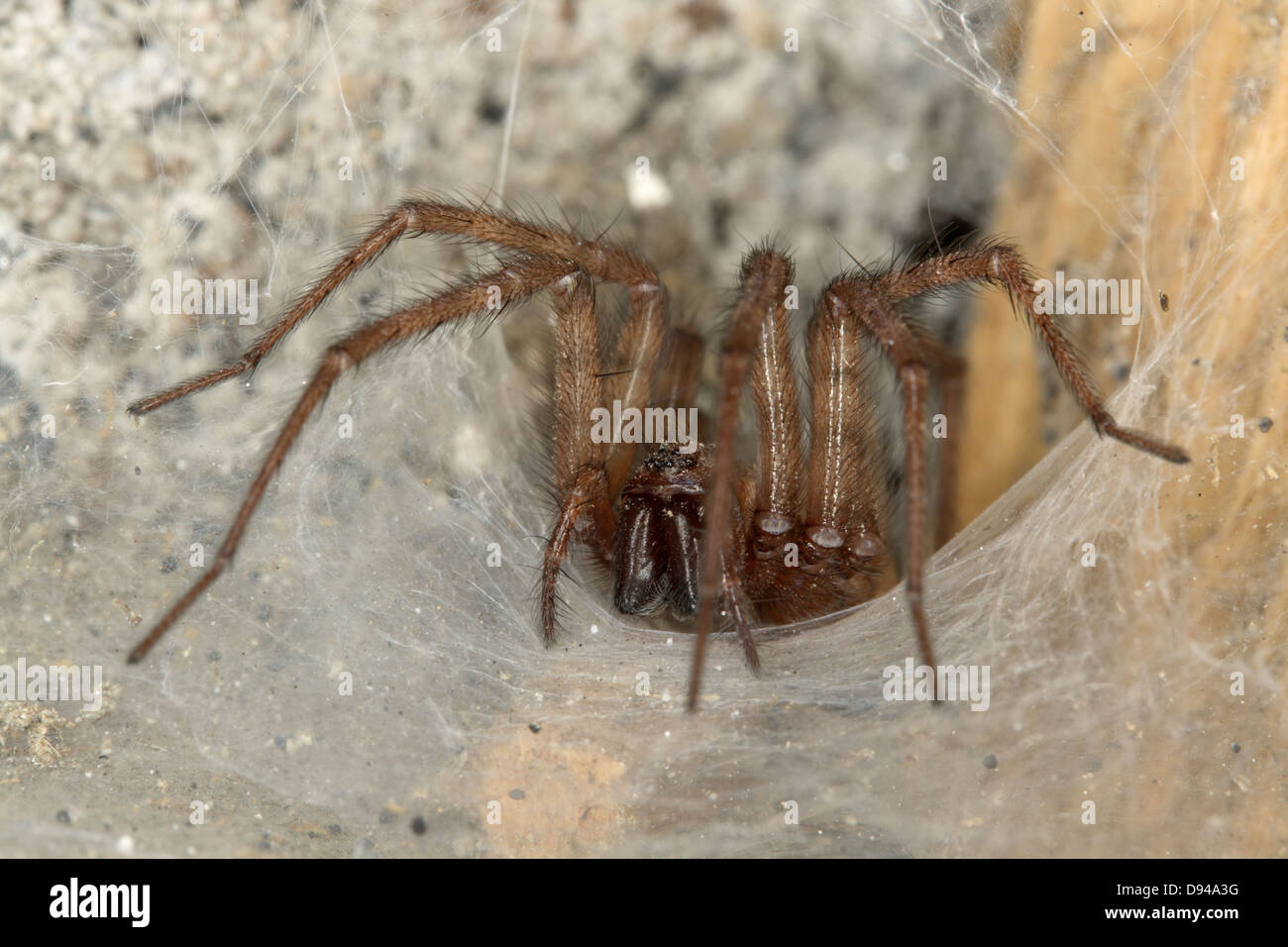 Basement spiders hi-res stock photography and images - Alamy
