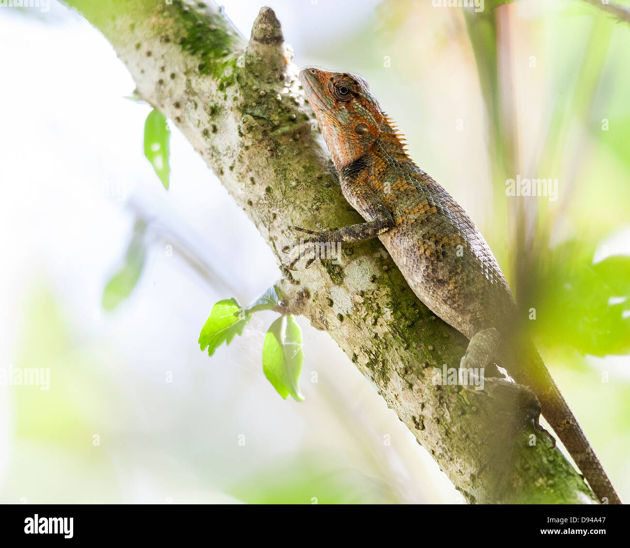 Tree climbing lizards hi-res stock photography and images - Alamy