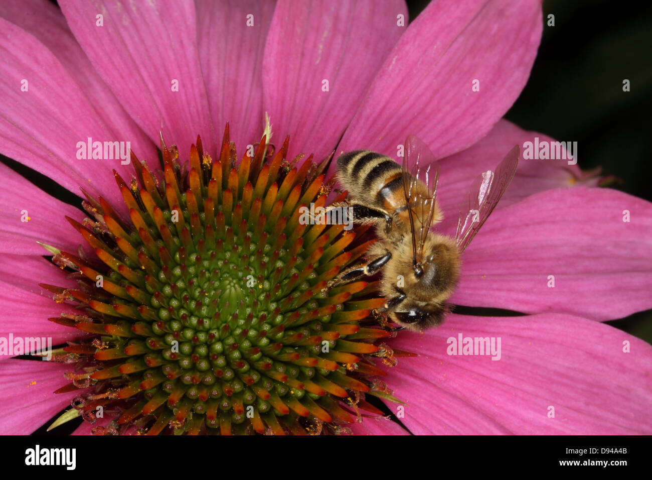 A bee in a flower, close-up Stock Photo - Alamy