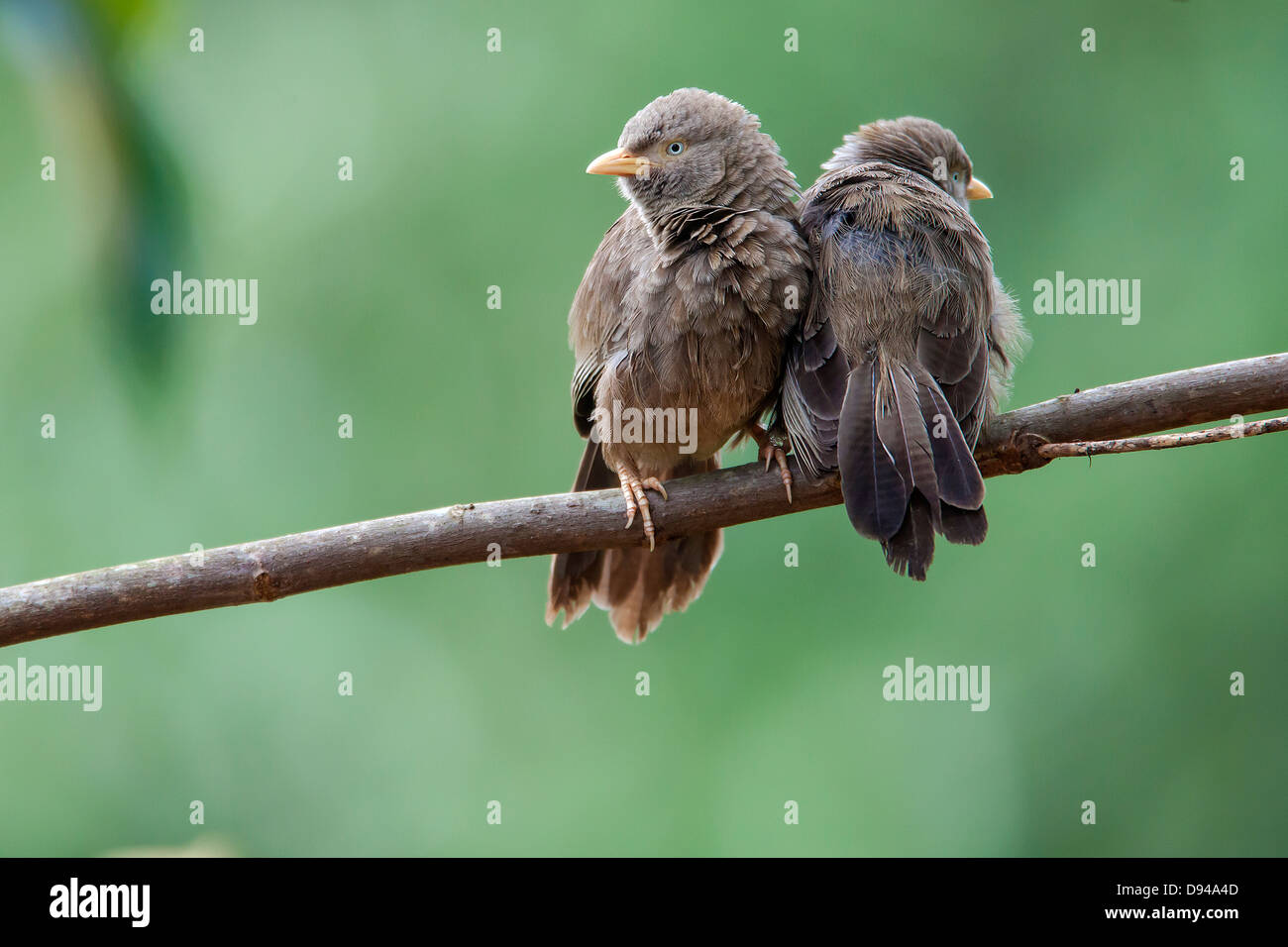 Brown babblers on branch hi-res stock photography and images - Alamy