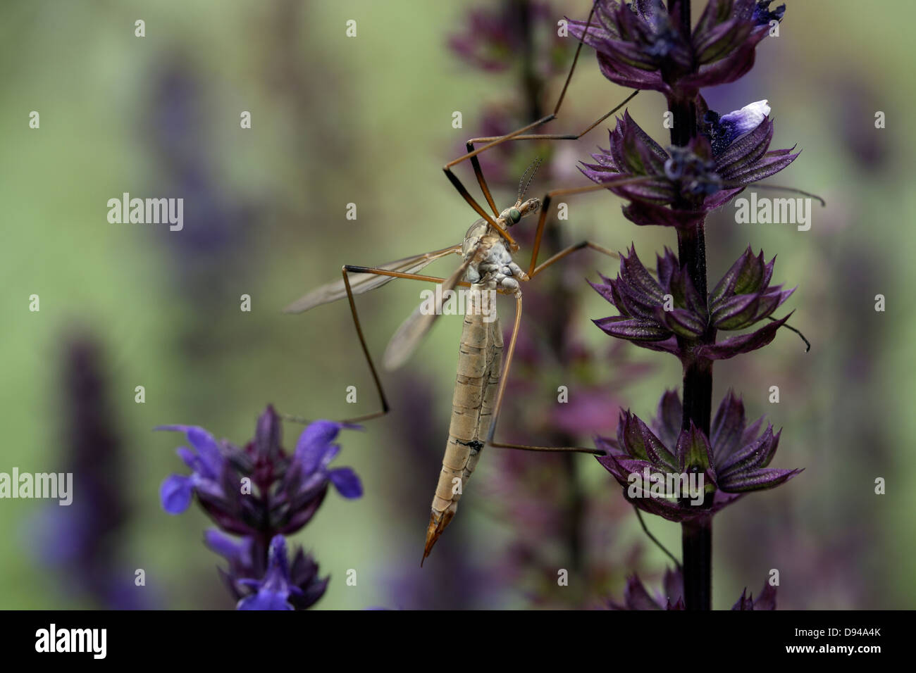 Crane flies garden hi-res stock photography and images - Alamy