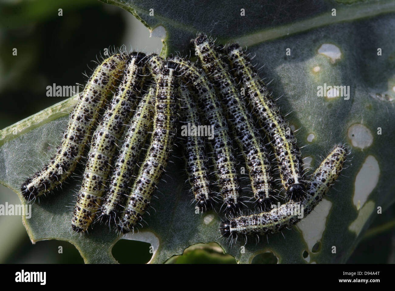 Caterpillars close up hi-res stock photography and images - Alamy