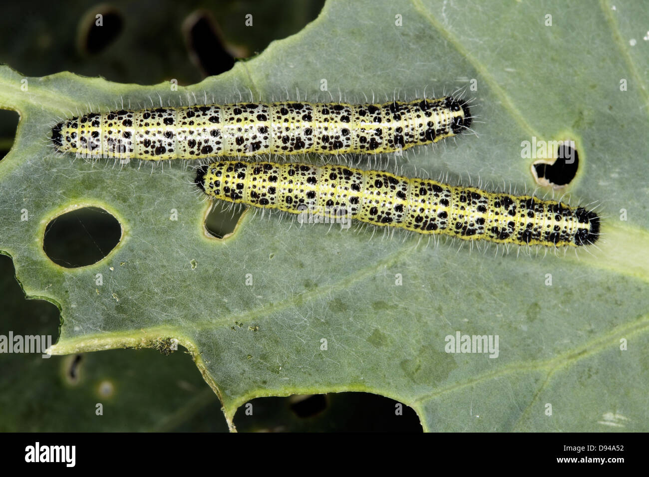 Caterpillars close up hi-res stock photography and images - Alamy