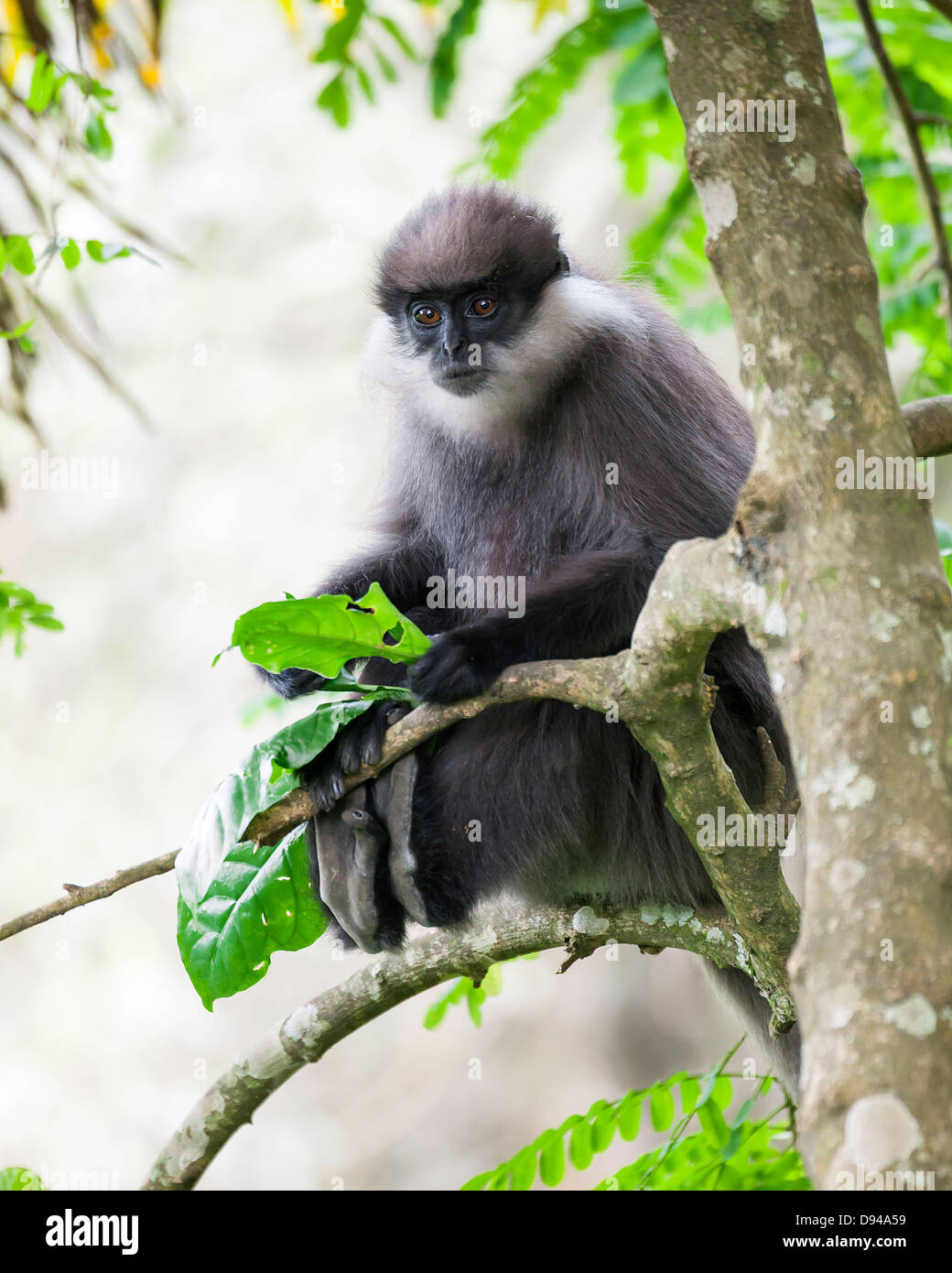 Langur on tree Stock Photo - Alamy