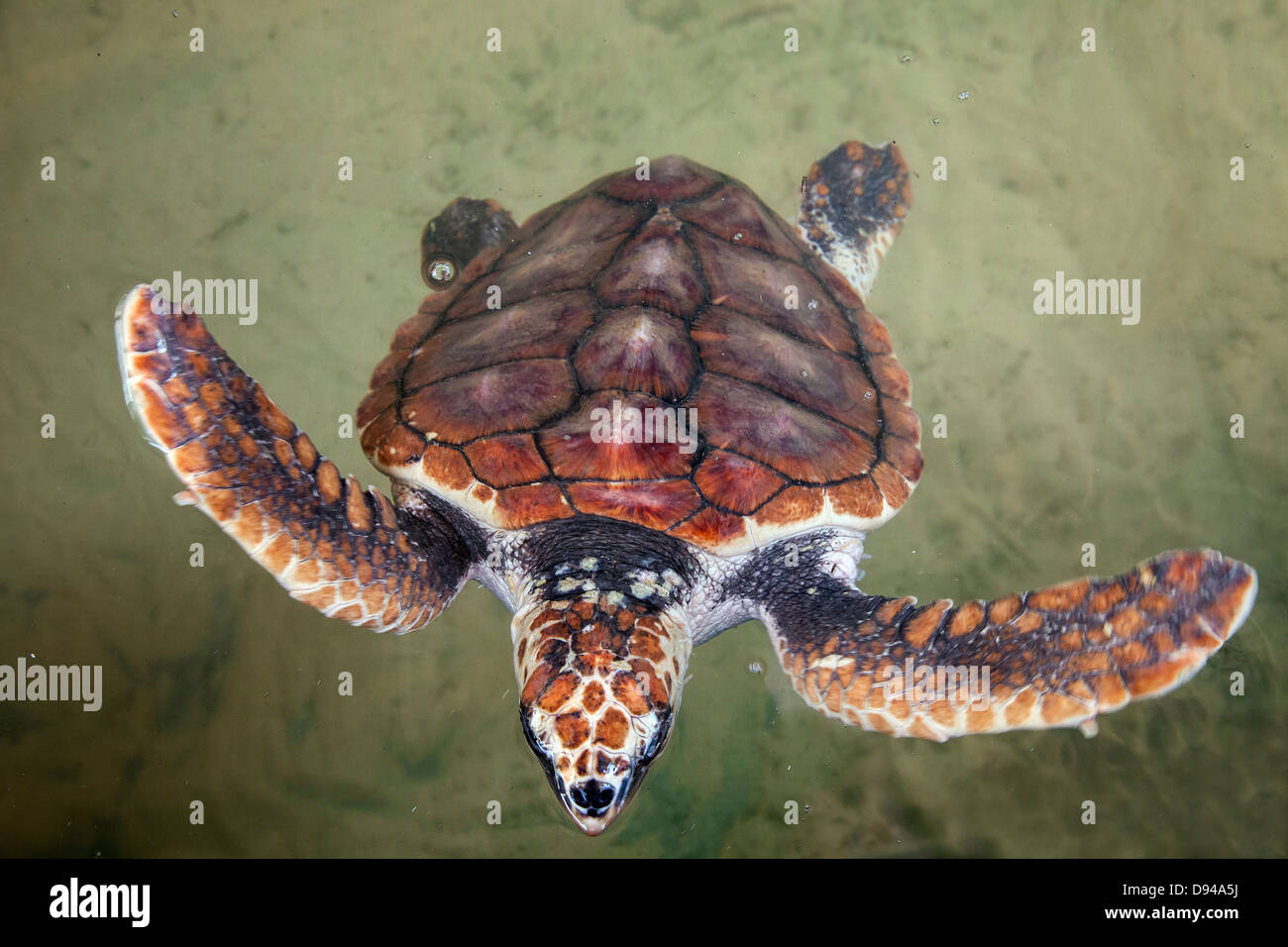Juvenile sea turtle Stock Photo - Alamy
