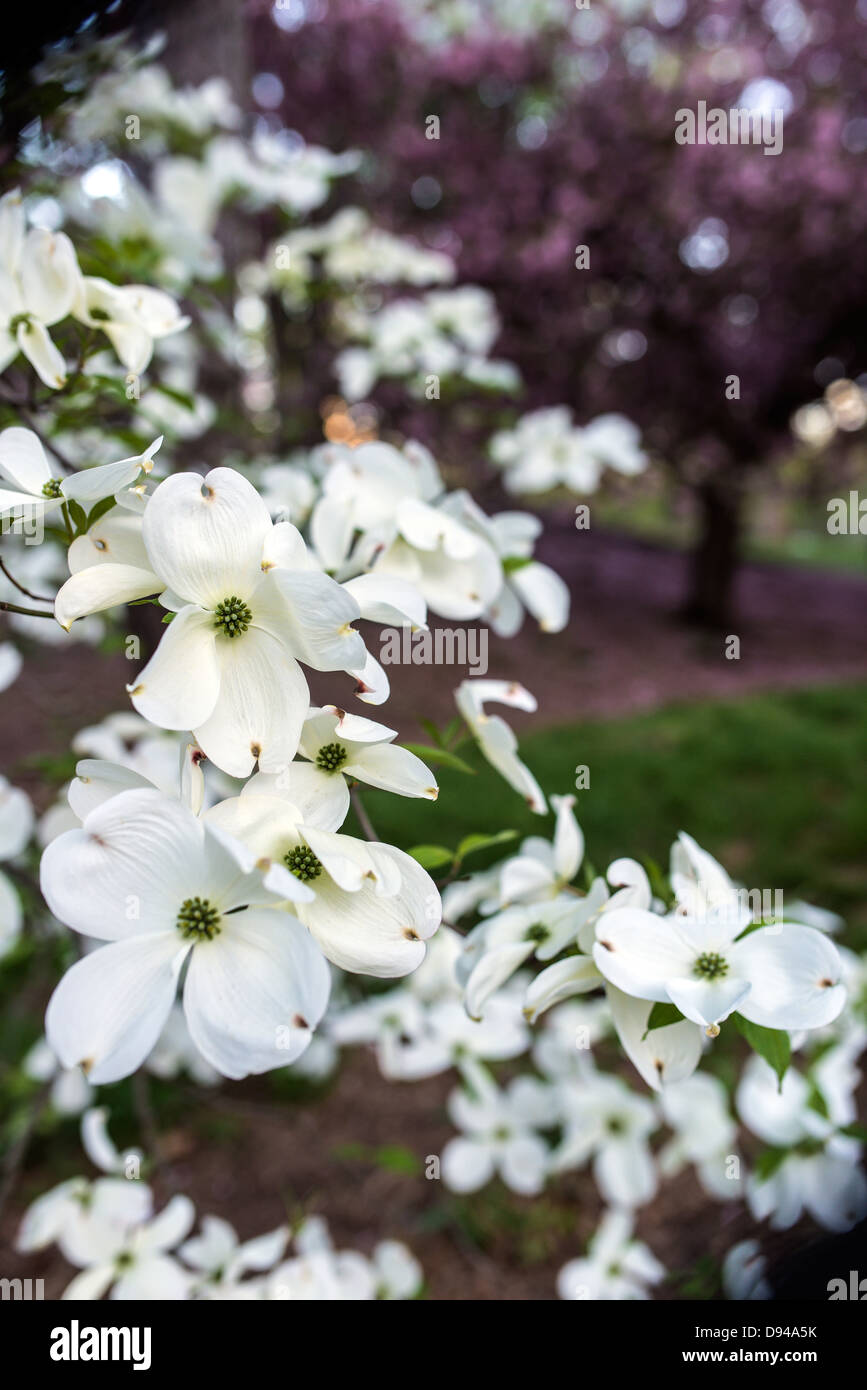 Cornus florida (flowering dogwood) is a species of flowering plant in ...