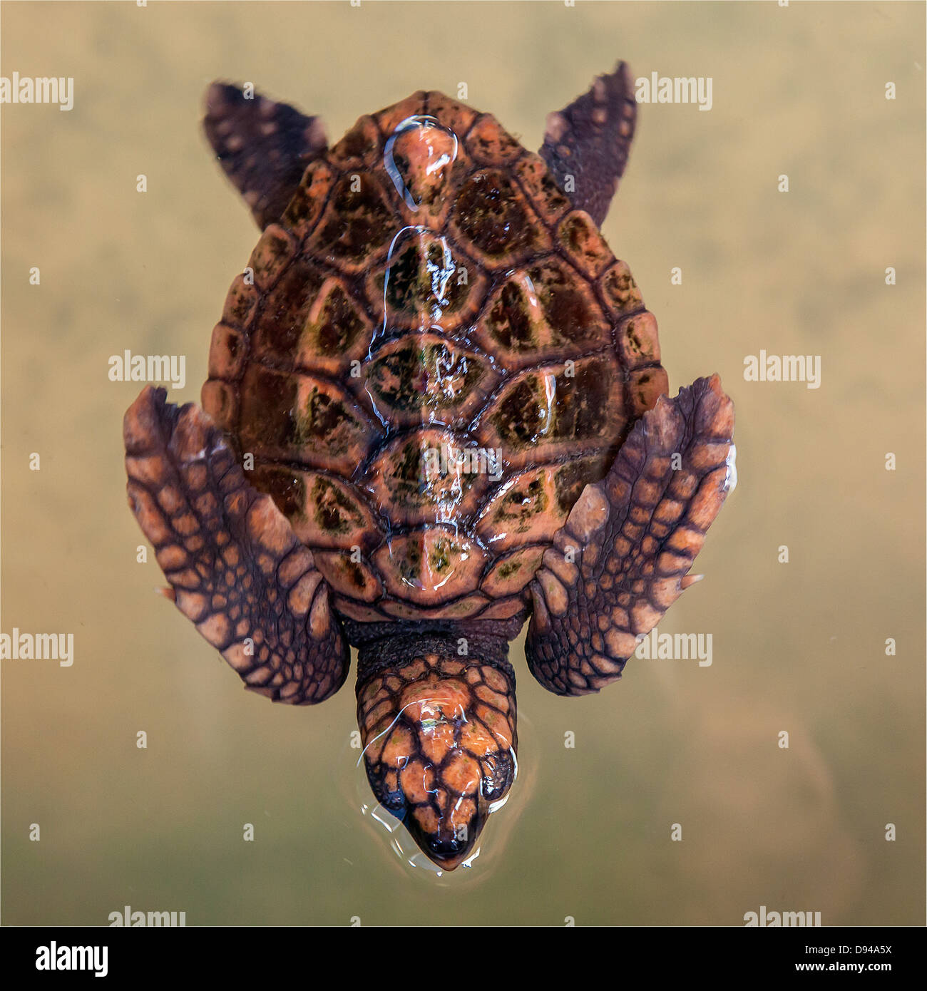 Juvenile sea turtle Stock Photo - Alamy