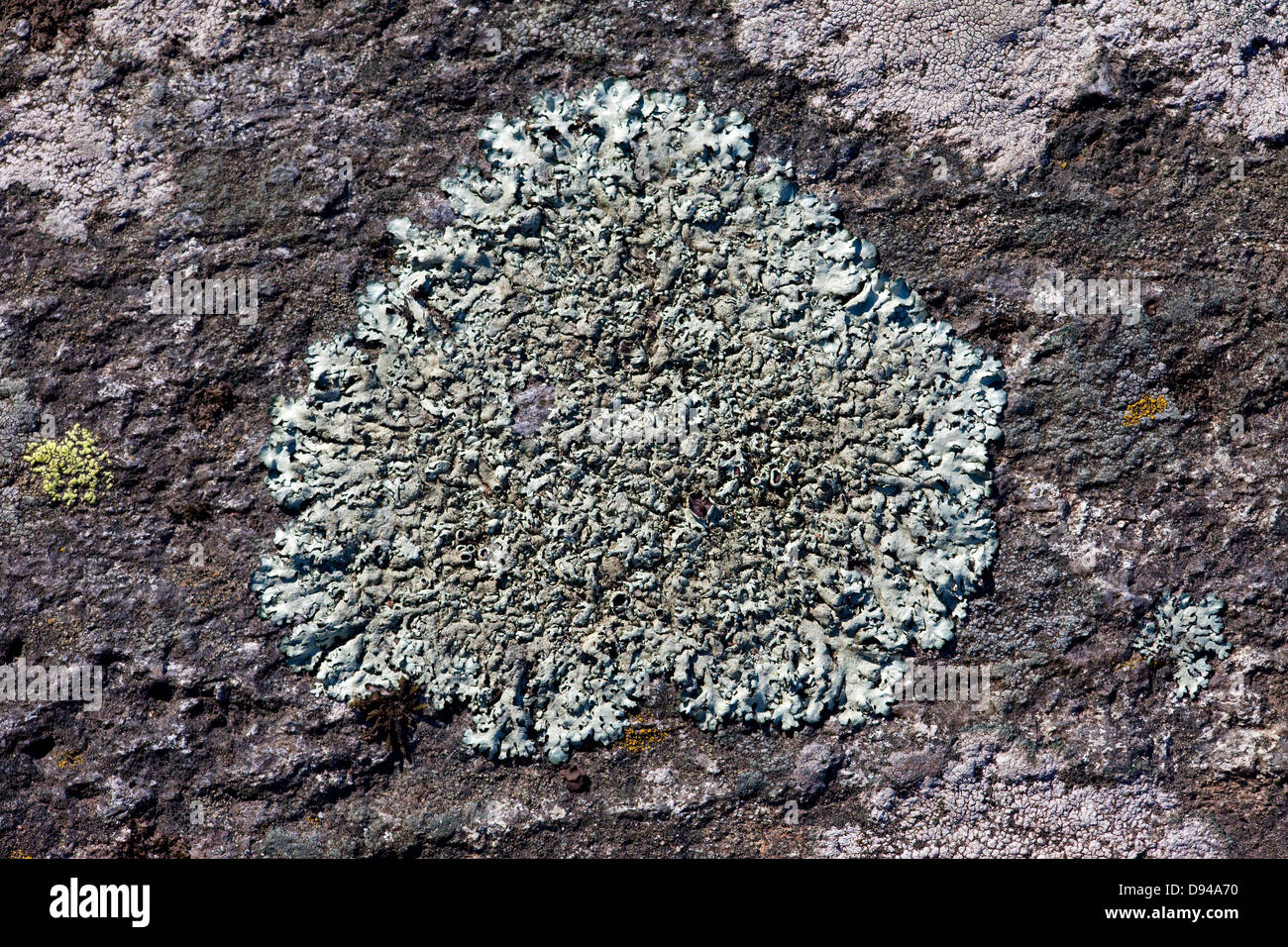 Surface of the rock hi-res stock photography and images - Alamy