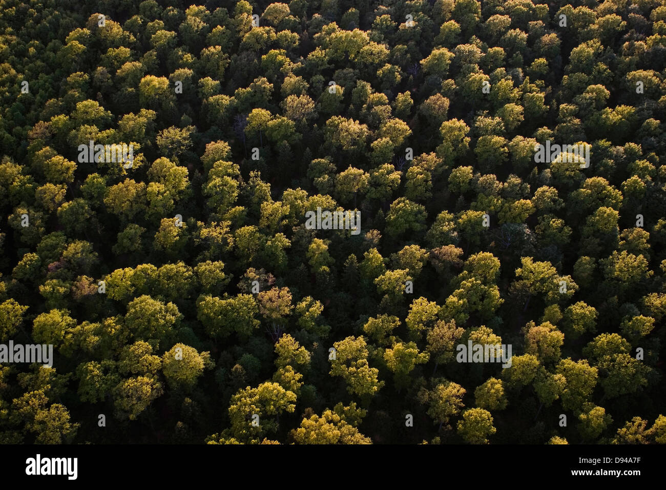 Oak-tree forest, Visingso, Smaland, Sweden Stock Photo - Alamy