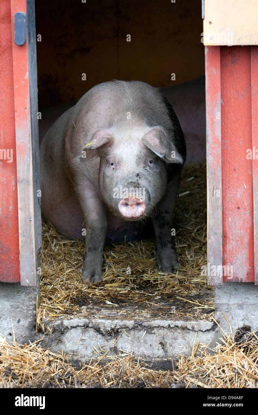 Pig in doorway Stock Photo - Alamy