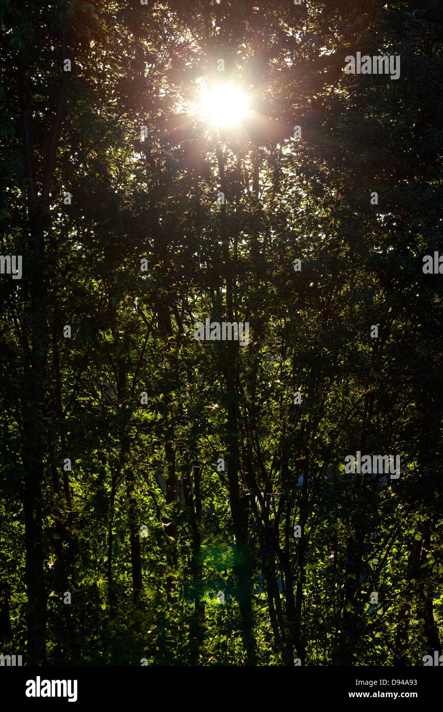 Sunlight breaking through forest Stock Photo - Alamy