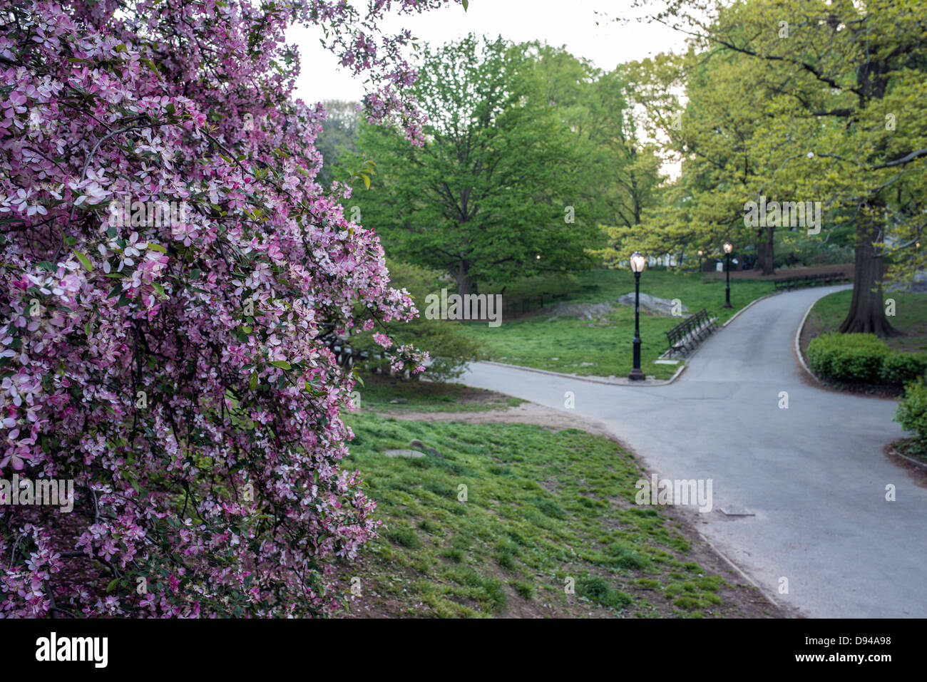 Crab Apple tree Spring in Central Park, New York City Stock Photo - Alamy