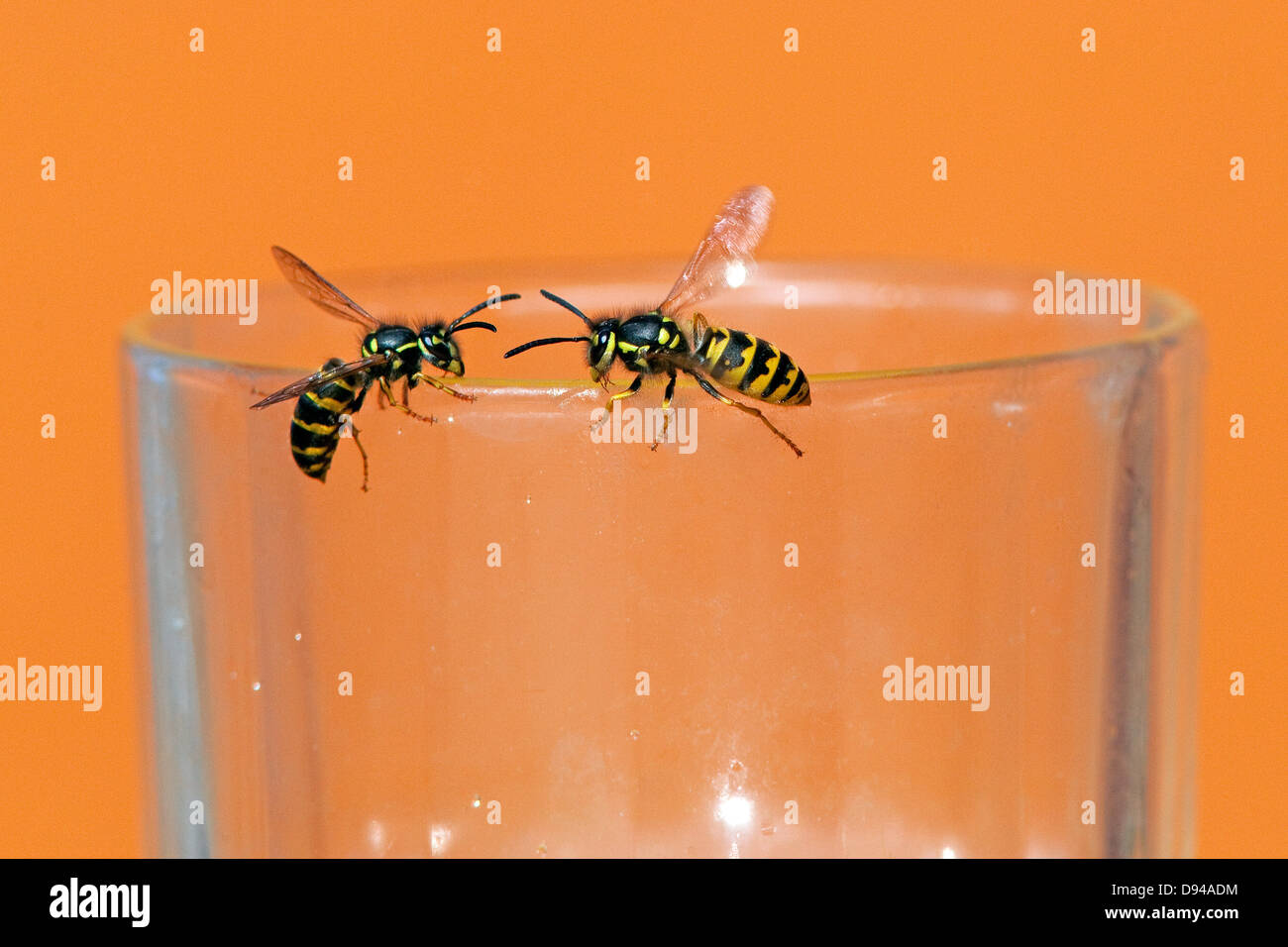 Two wasps crawling on glass Stock Photo - Alamy