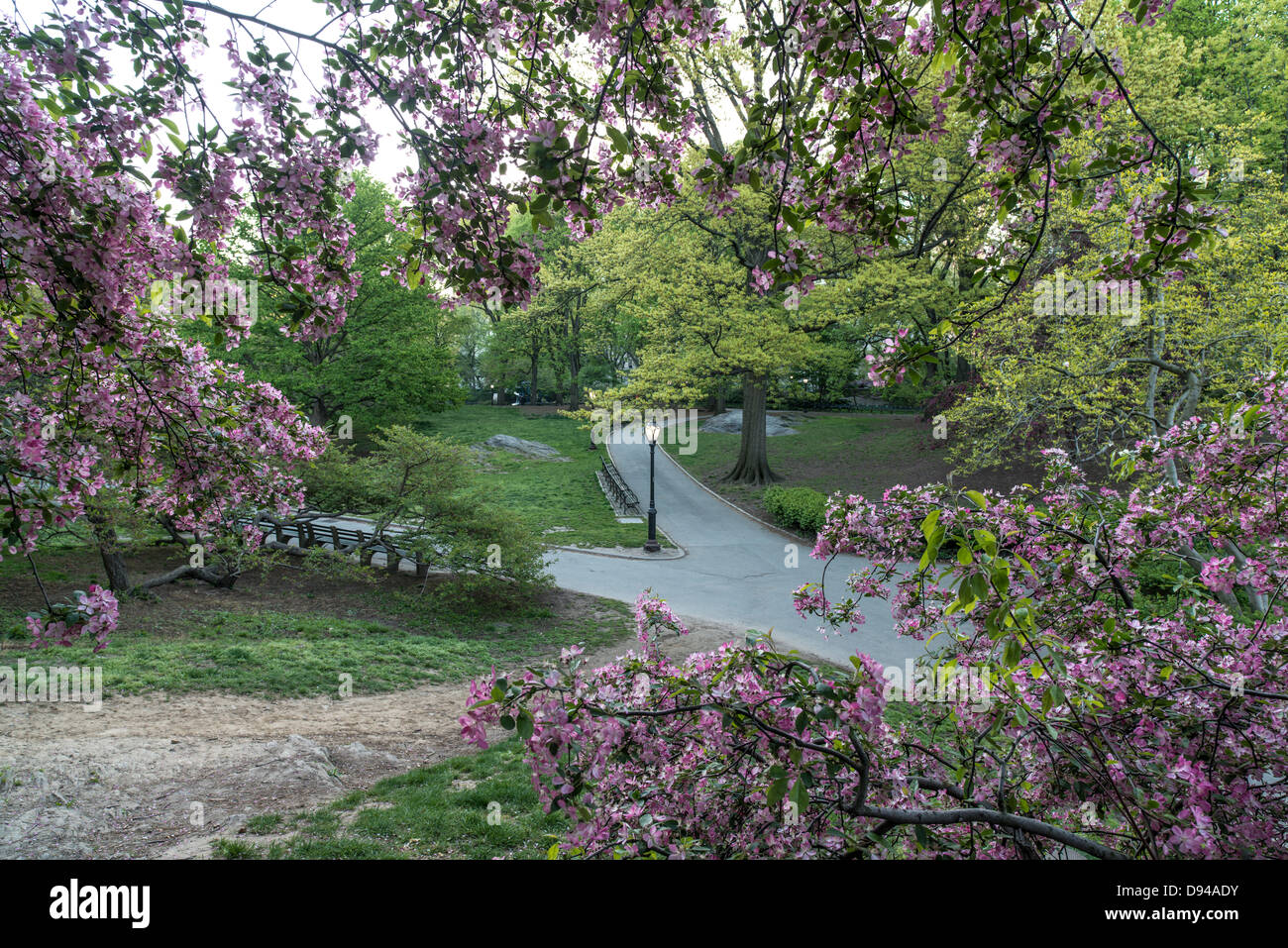 Crab Apple tree Spring in Central Park, New York City Stock Photo - Alamy