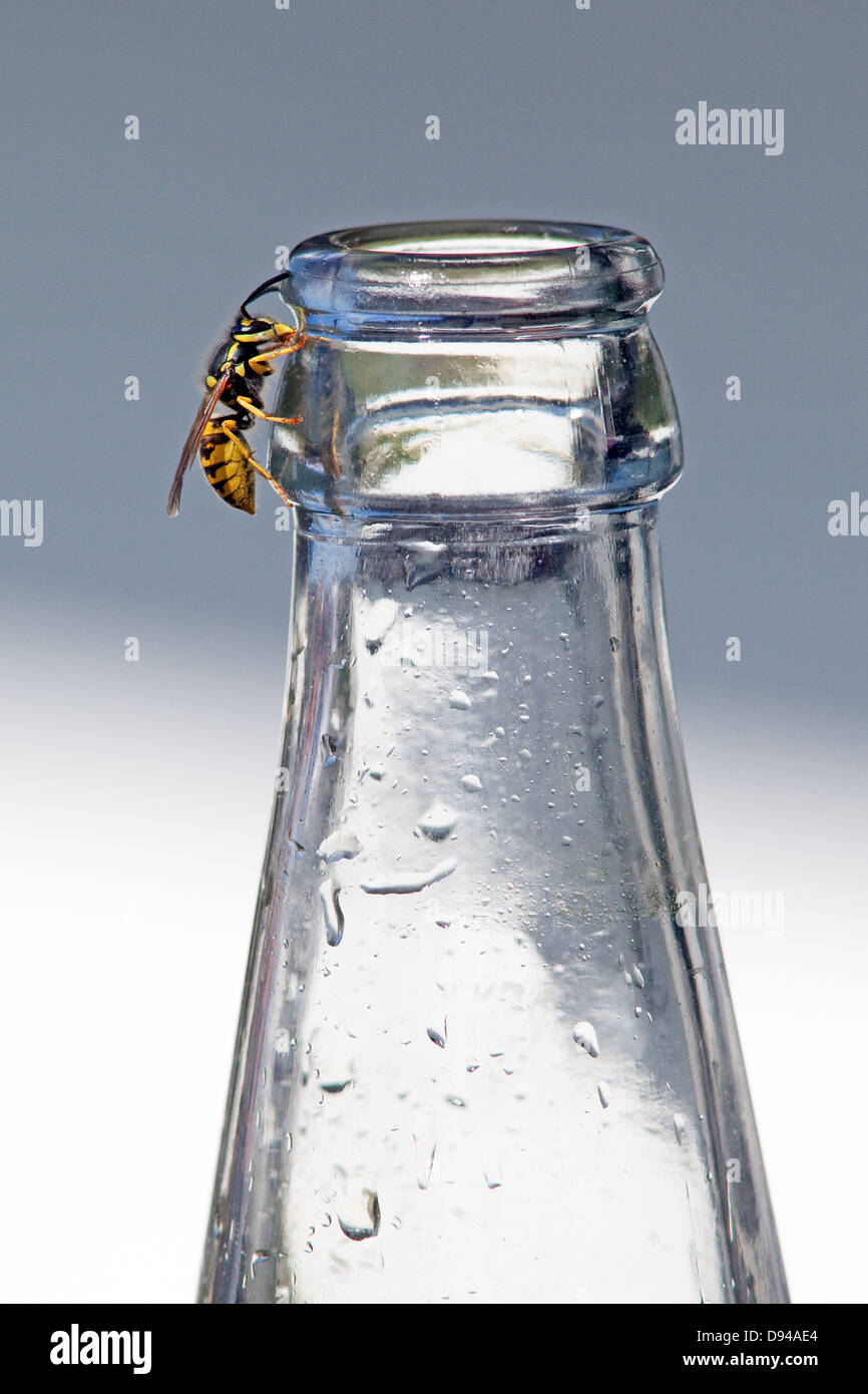 Wasp crawling on bottle Stock Photo - Alamy