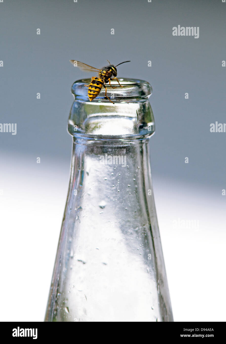 Wasp crawling on bottle Stock Photo - Alamy