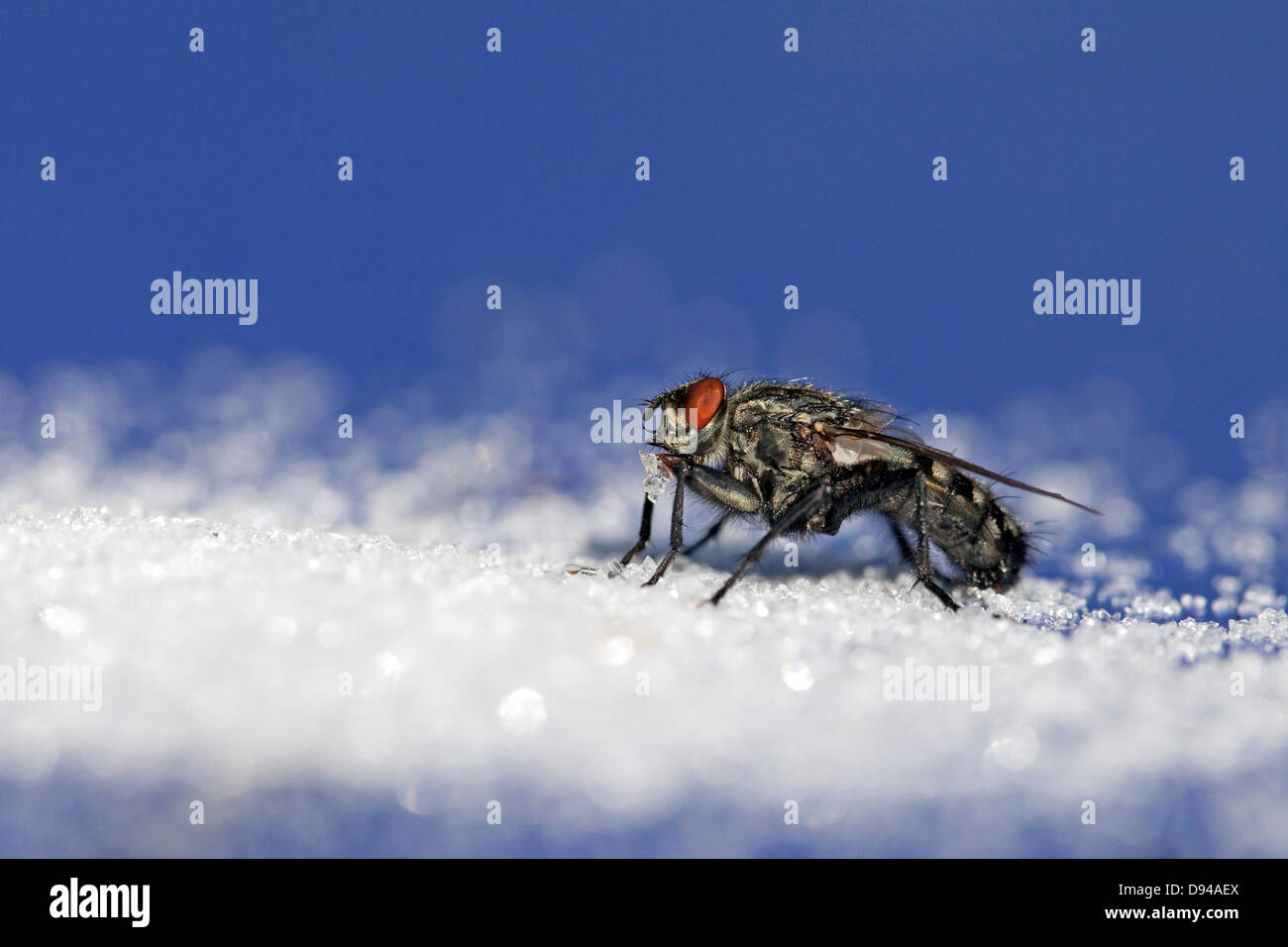 Fly on snow Stock Photo - Alamy