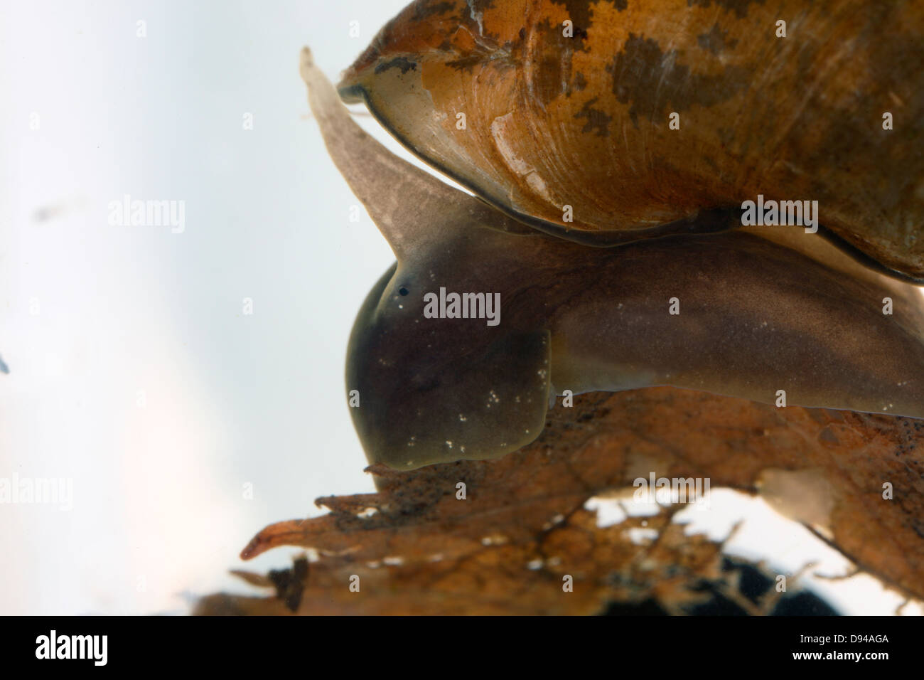 Snail detail hi-res stock photography and images - Alamy