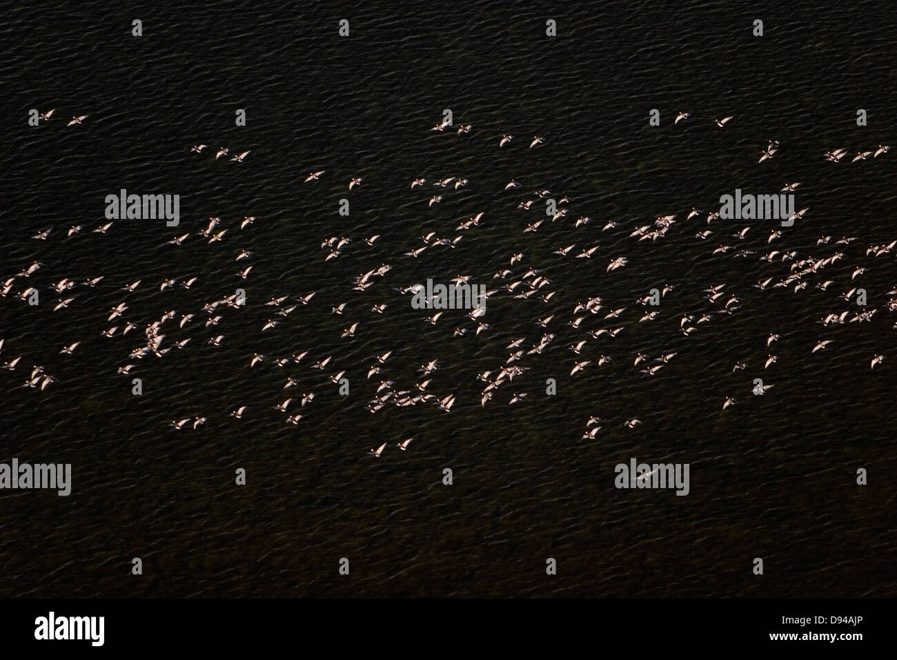 A flock of geese flying over the sea, Oland, Sweden Stock Photo - Alamy