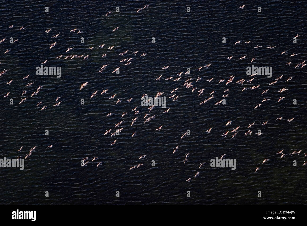 Sea geese hi-res stock photography and images - Alamy