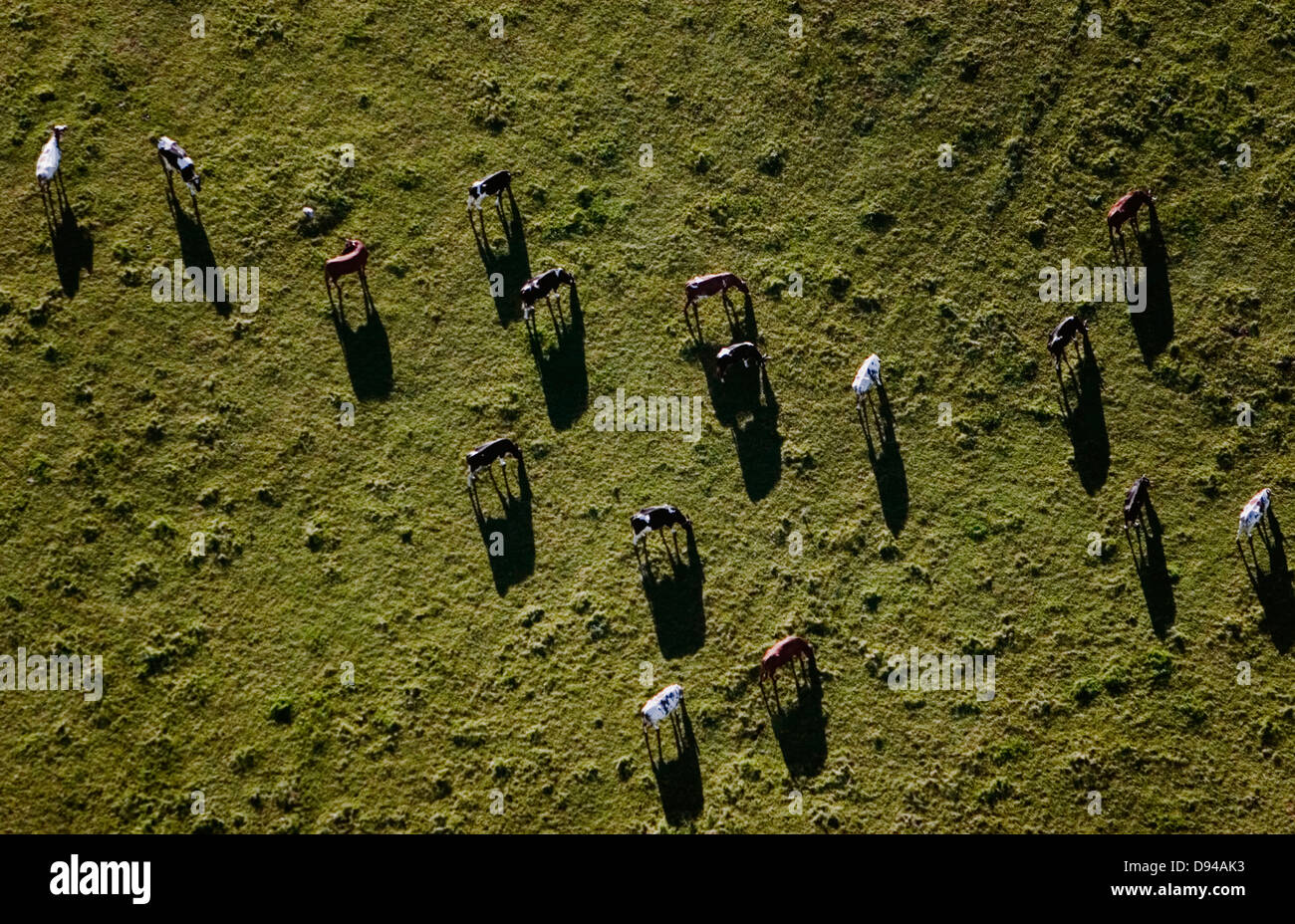 Aerial view grazing cows hi-res stock photography and images - Alamy