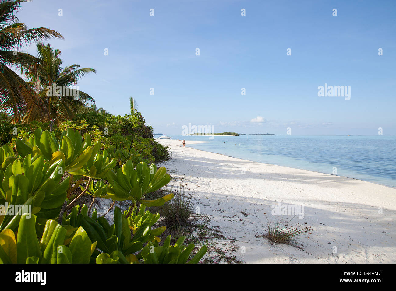 Tropical beach palm trees hi-res stock photography and images - Alamy