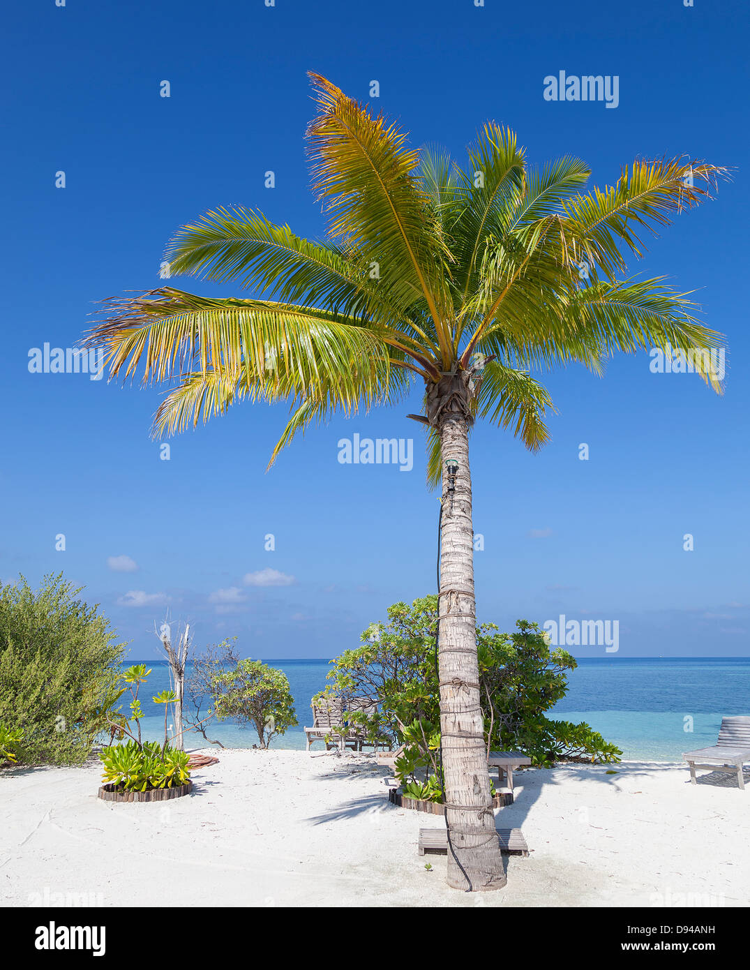 Palm tree on beach Stock Photo - Alamy