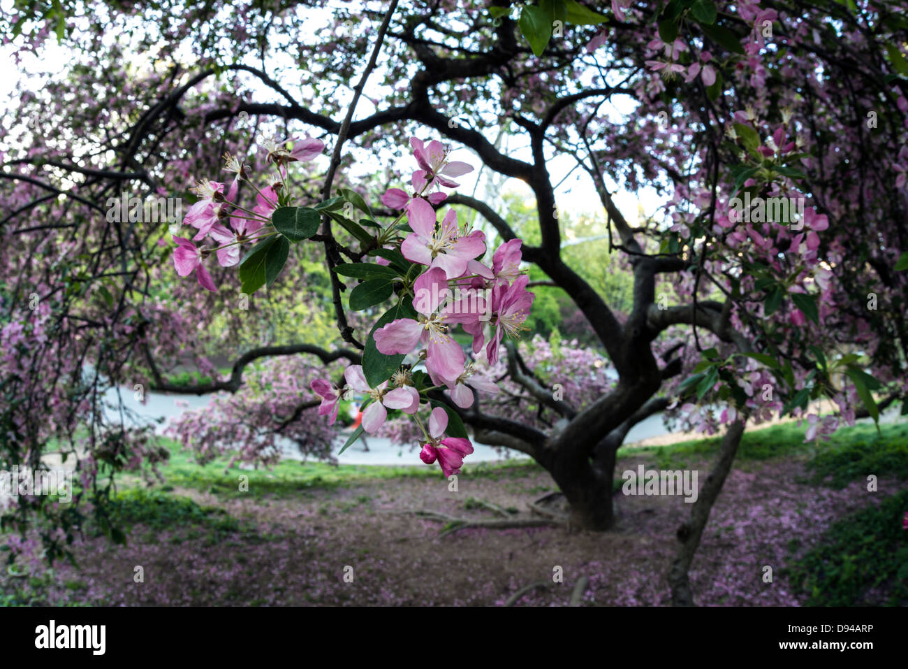 Crab Apple tree Spring in Central Park, New York City Stock Photo - Alamy