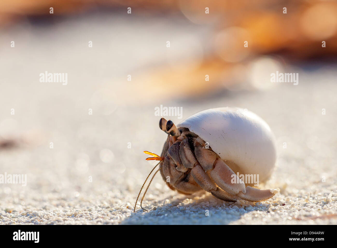 Hermit crab hi-res stock photography and images - Alamy