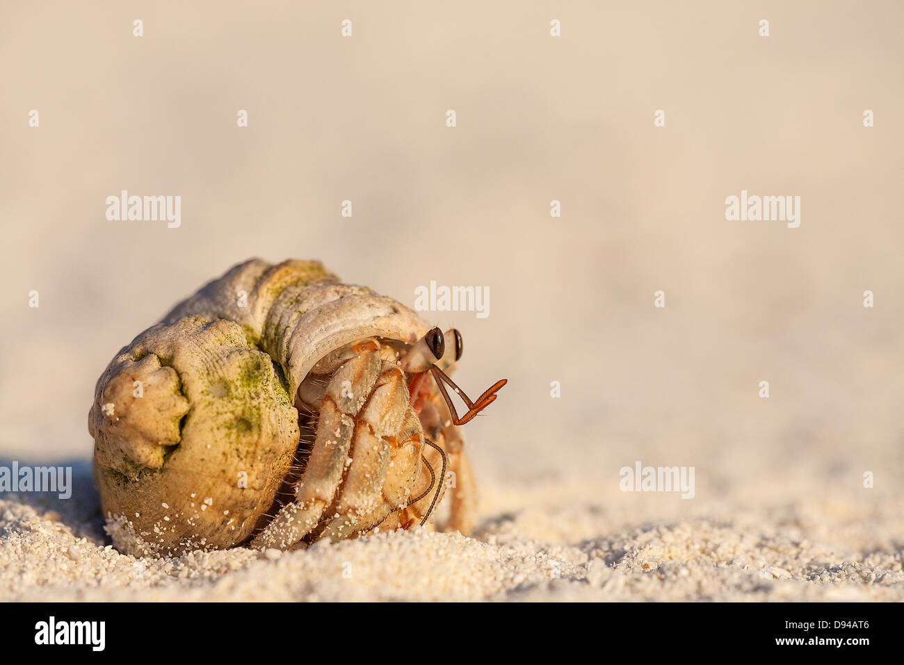 Hermit crab hiding in hi-res stock photography and images - Alamy