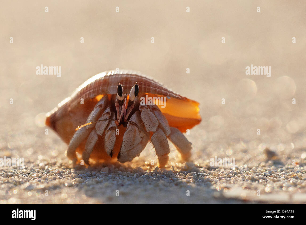Hermit crab carrying shell on beach Stock Photo - Alamy