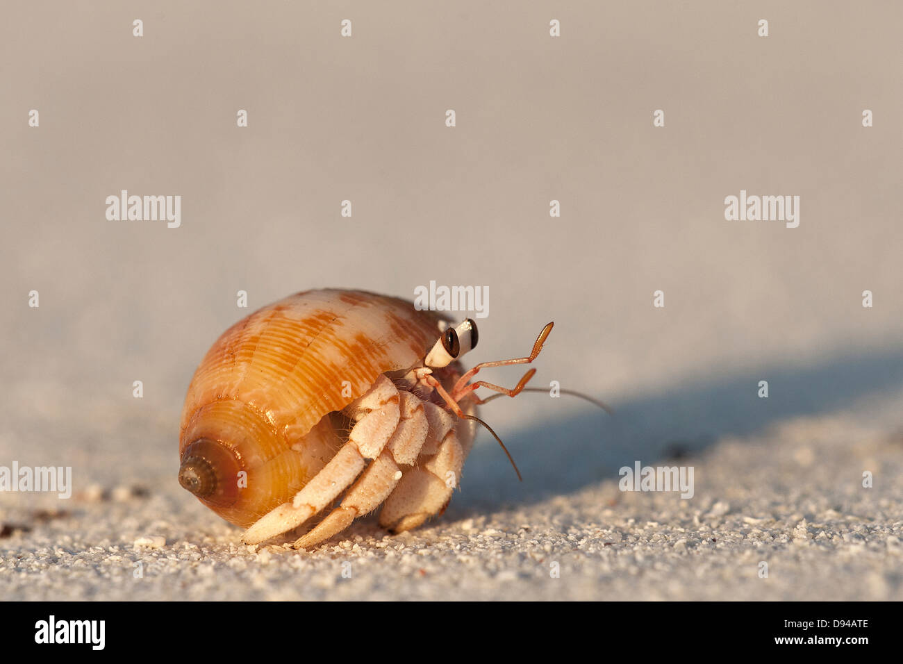 Hermit crab hiding in hi-res stock photography and images - Alamy