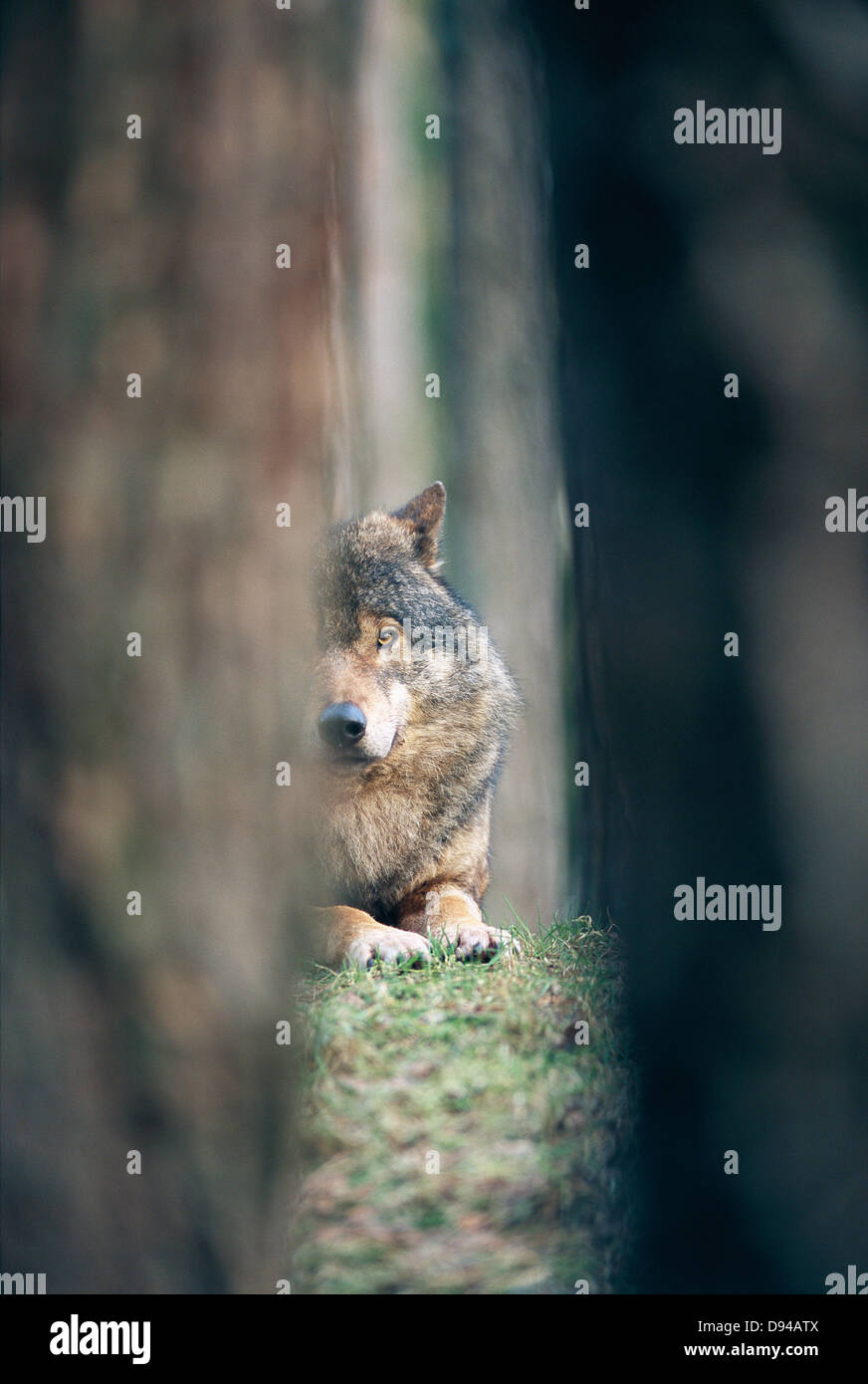 Wolf behind tree hi-res stock photography and images - Alamy