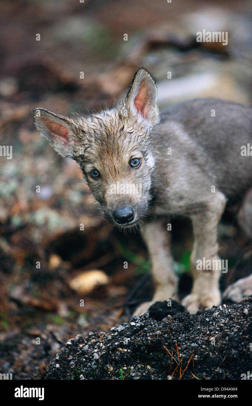 Wolf with cub hi-res stock photography and images - Alamy
