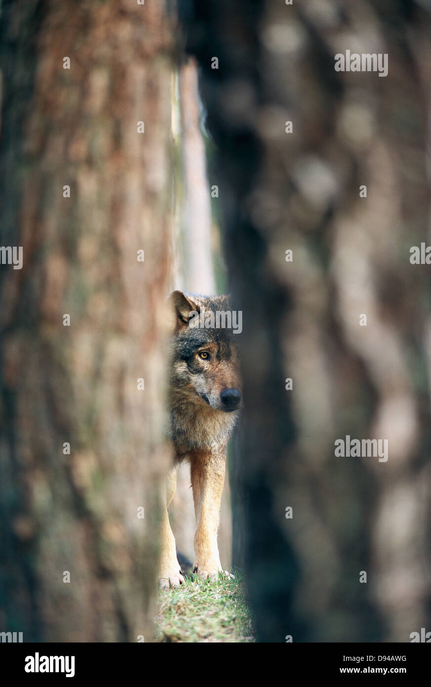 Wolf behind tree hi-res stock photography and images - Alamy
