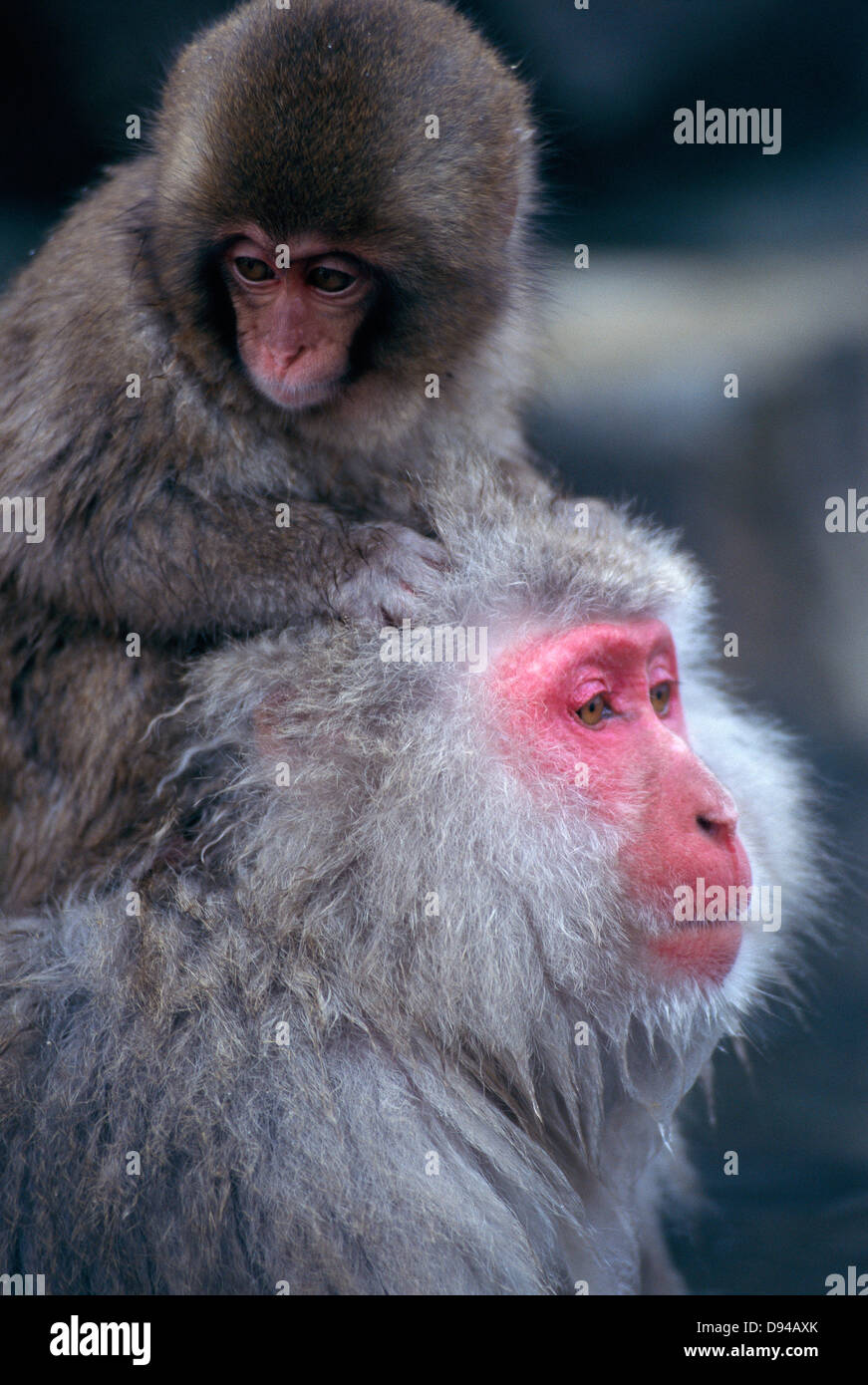 Japanese Macaques, Japan Stock Photo - Alamy