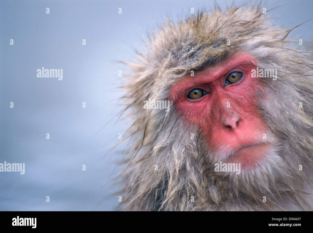 Japanese macaque, Jigukudani, Honshu, Japan Stock Photo - Alamy