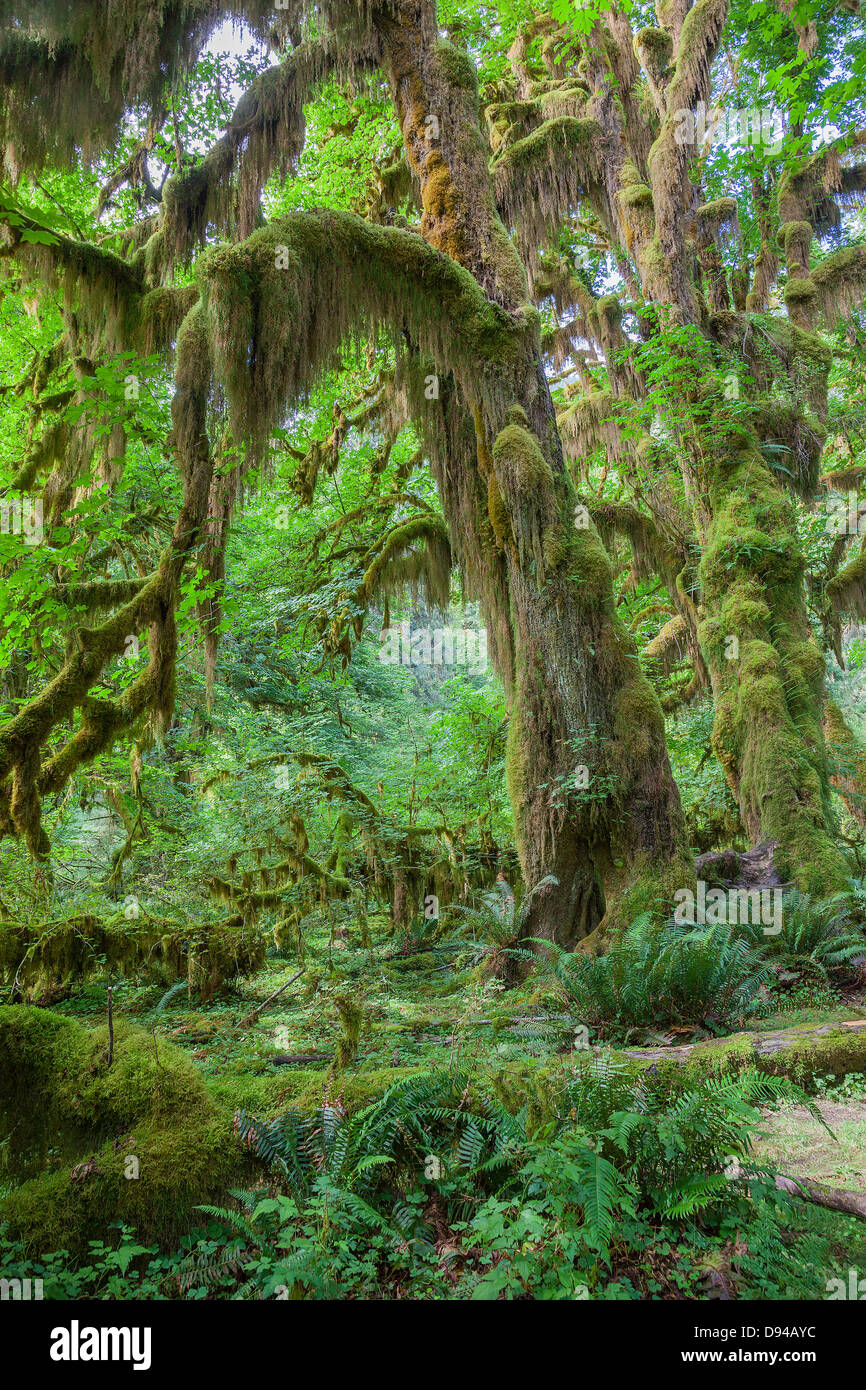 Tropical rain forest Stock Photo - Alamy