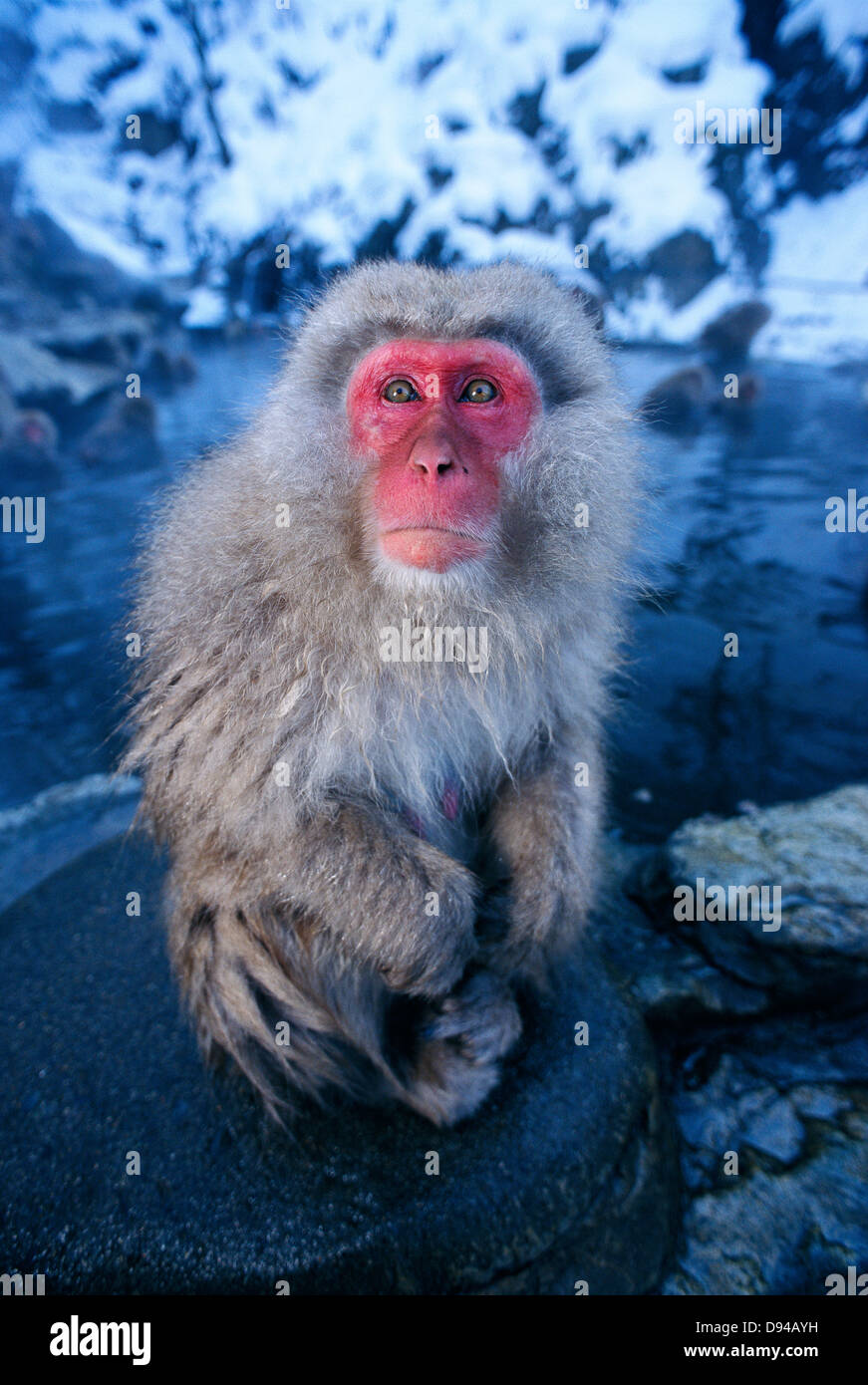 Monkey at a hot spring Stock Photo - Alamy