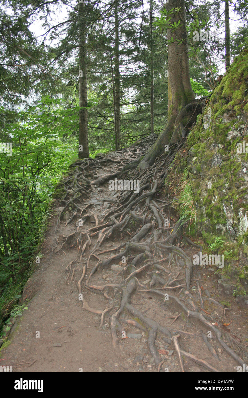 Jungle pathway hi-res stock photography and images - Alamy