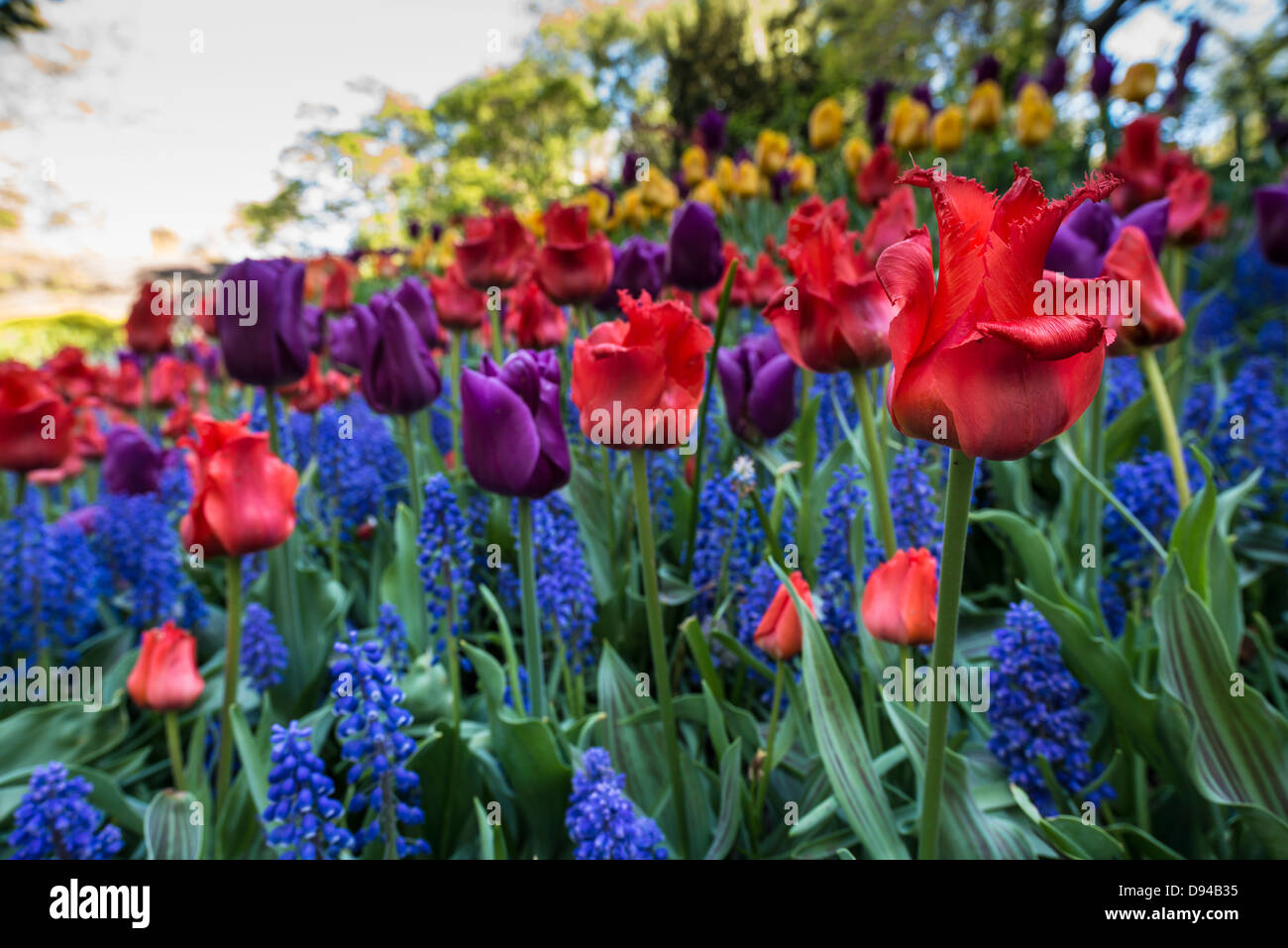 Central Park, New York City Shakespeare Garden in spring Stock Photo ...