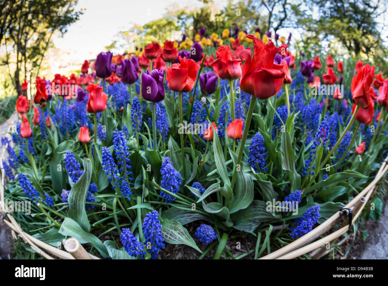 Central Park, New York City Shakespeare Garden in spring Stock Photo ...