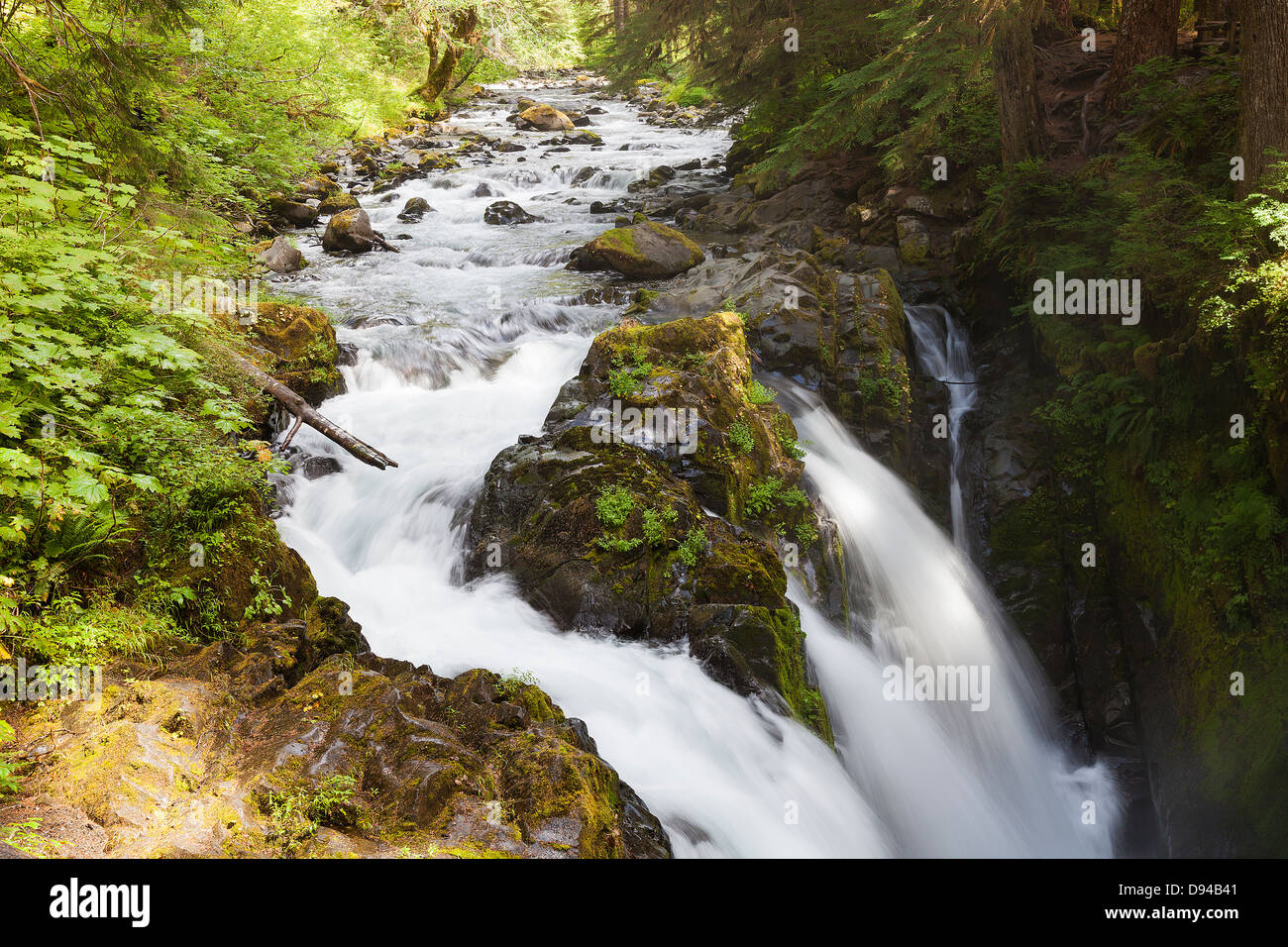 Stream in forest Stock Photo - Alamy