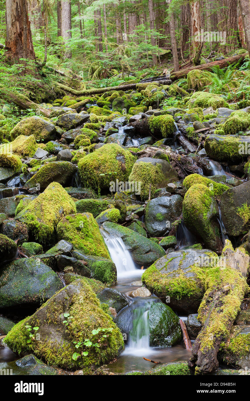 Stream in forest Stock Photo - Alamy