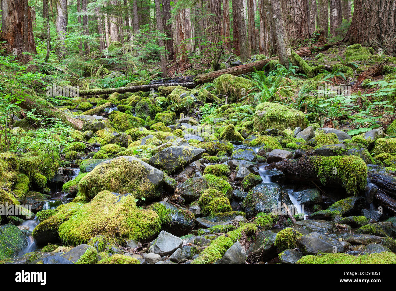 Stream in forest Stock Photo - Alamy