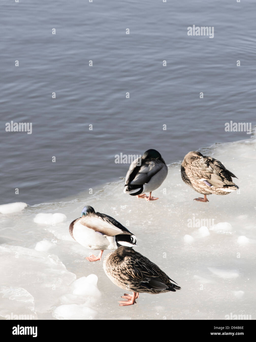 Ducks on ice Stock Photo - Alamy