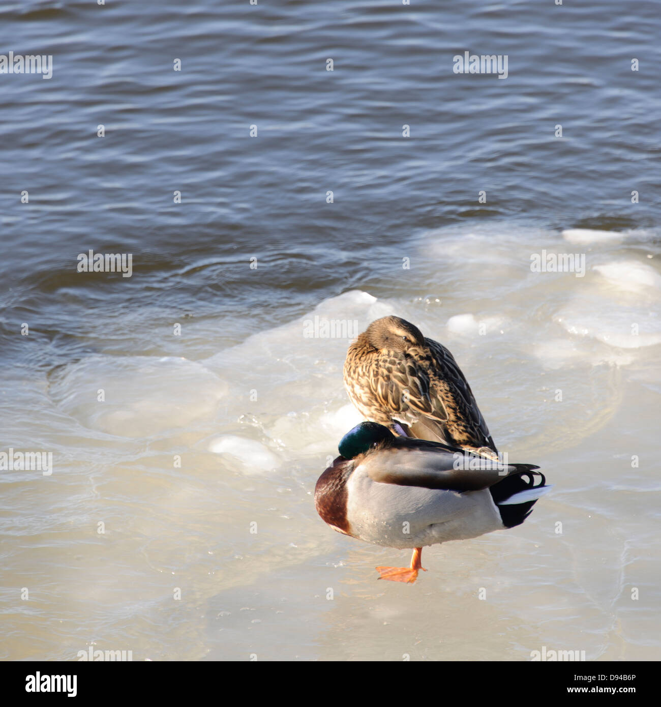 Ducks on ice Stock Photo - Alamy