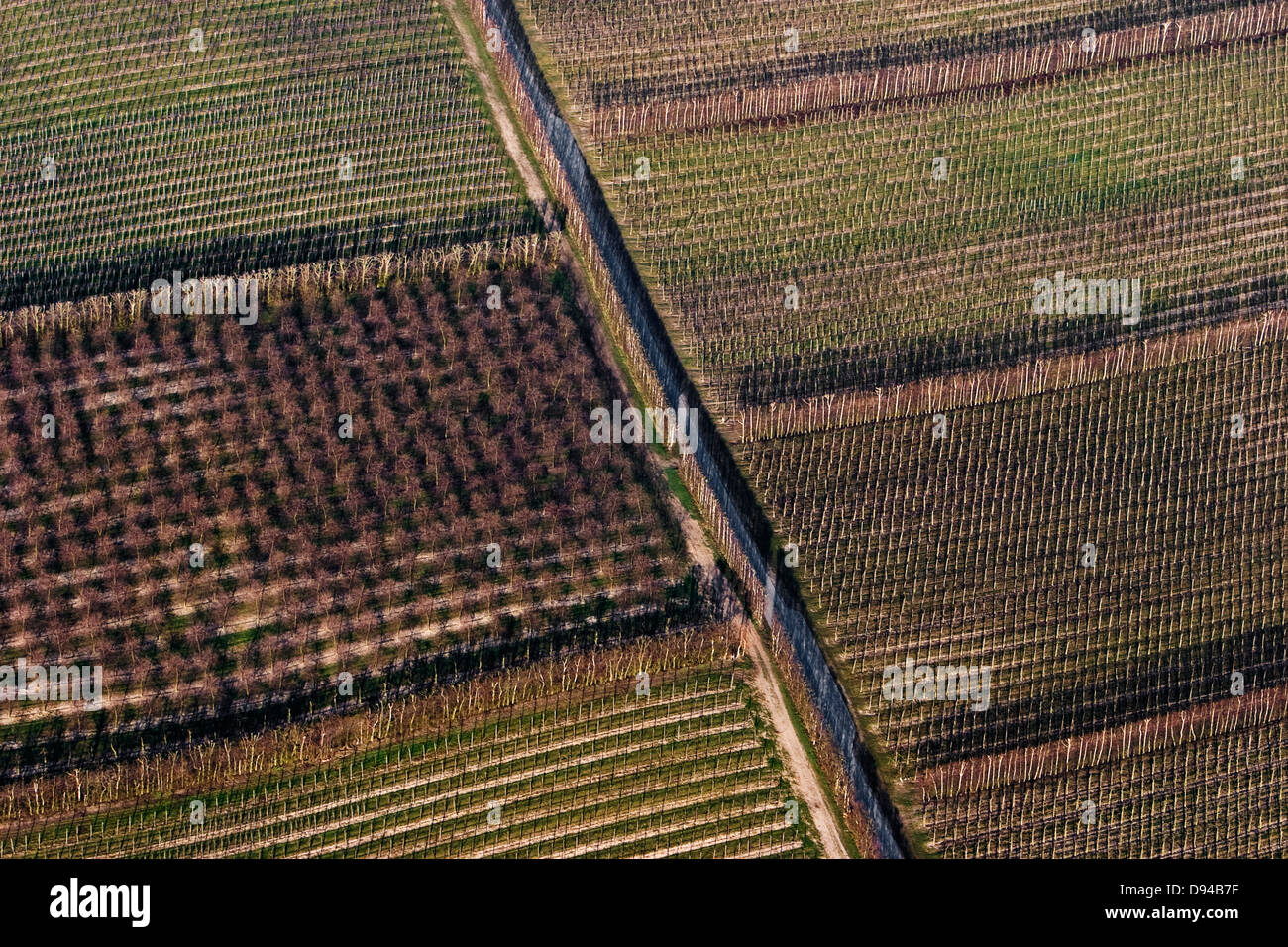 Apple plantation, Kivik, Osterlen, Skane, Sweden Stock Photo - Alamy