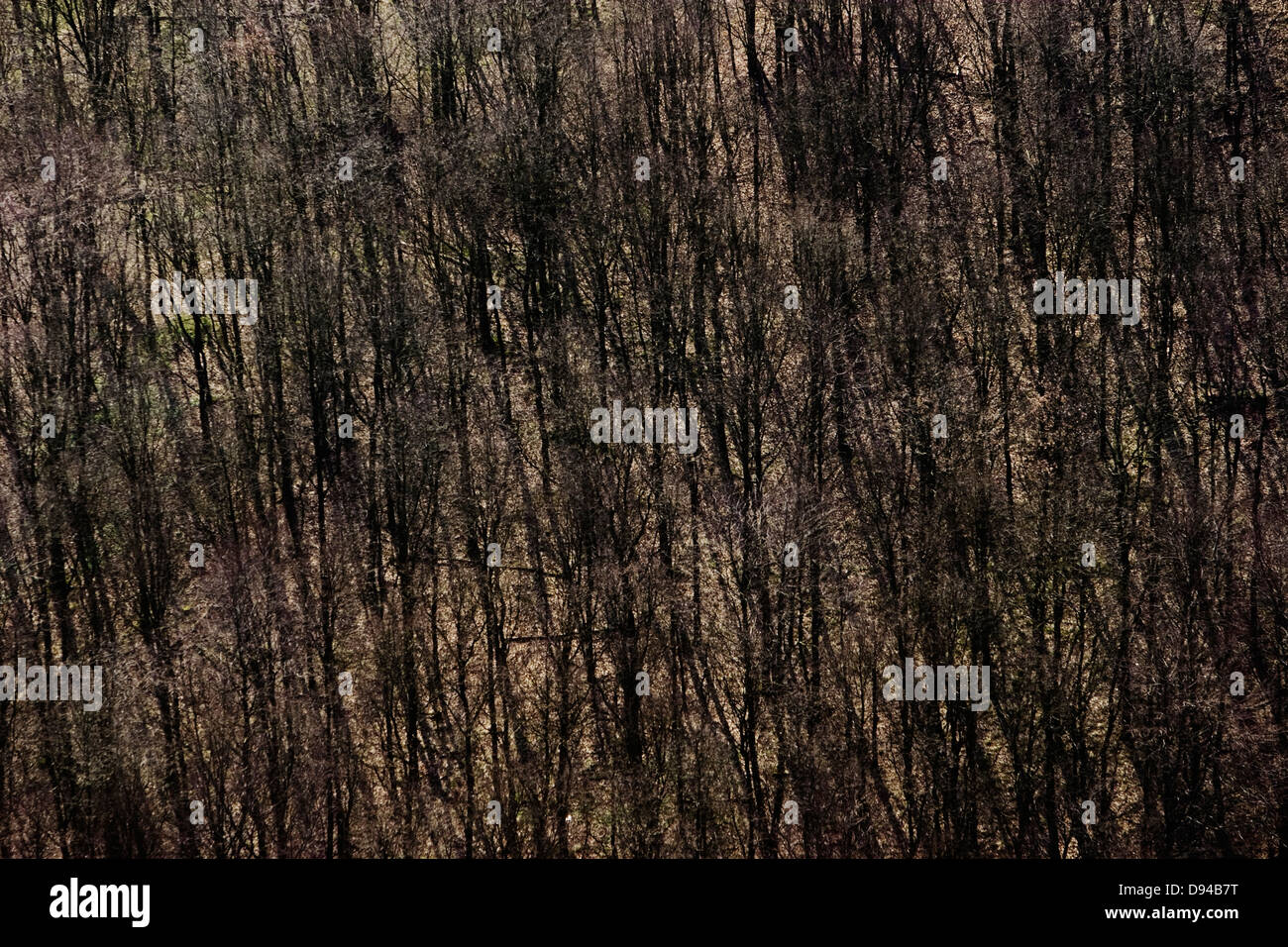 Beech wood spring hi-res stock photography and images - Alamy